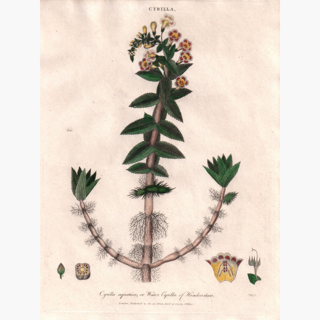 Cyrilla, 1809 – KittyPrint