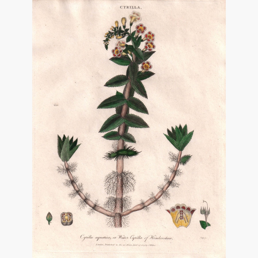 Cyrilla, 1809 – KittyPrint