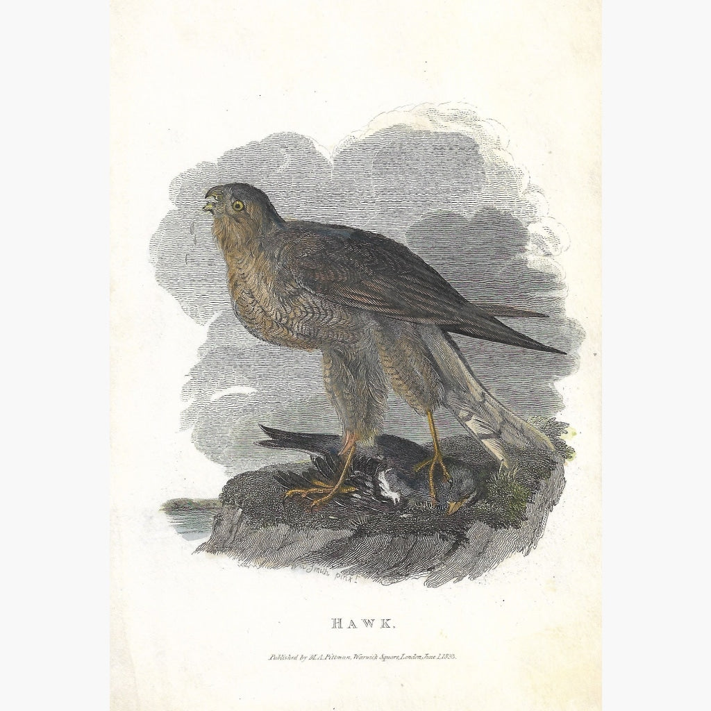 Antique Print, Hawk, 1833 – KittyPrint